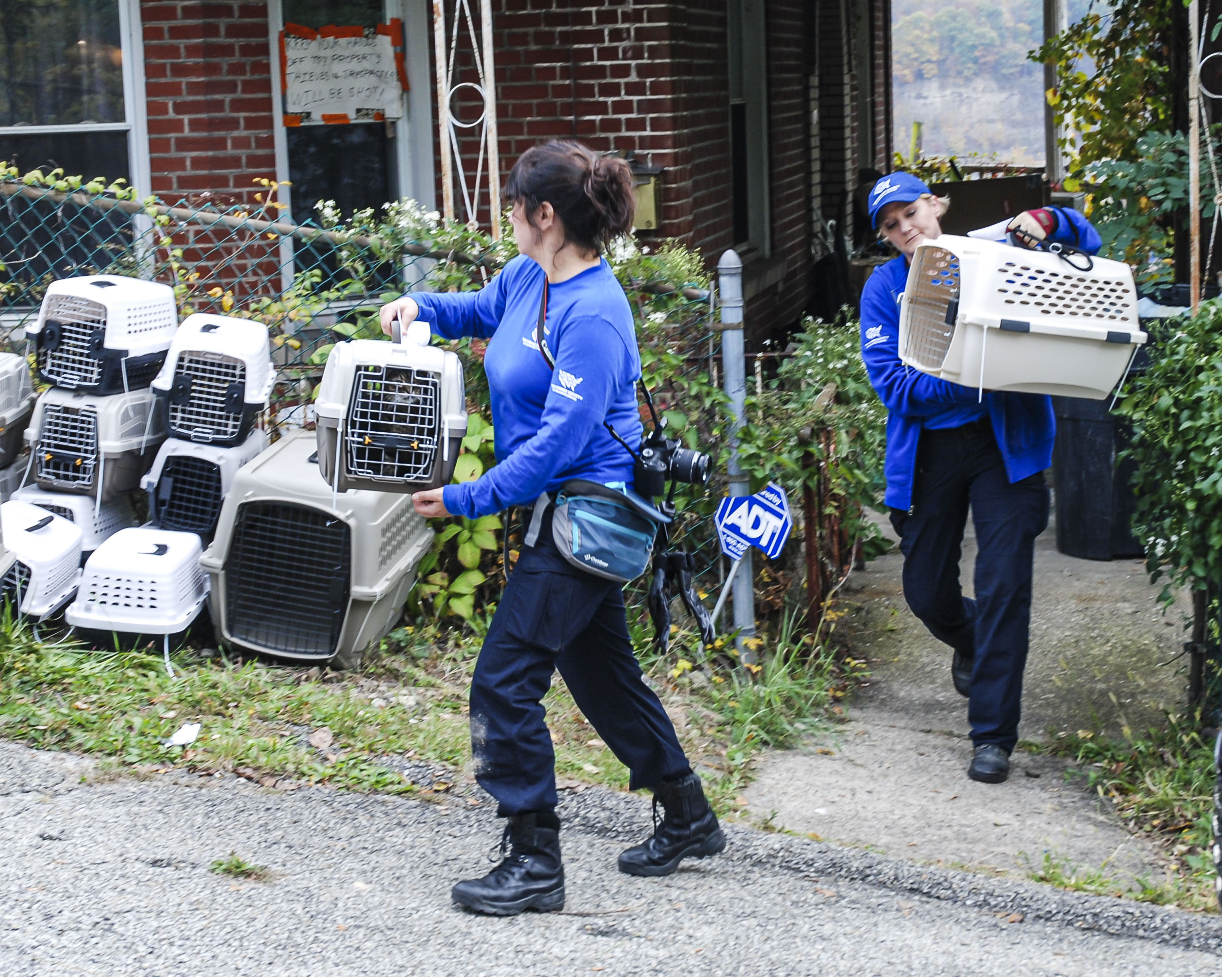 Humane agents seize 150 cats from Donora, Monessen homes - Mon Valley ...