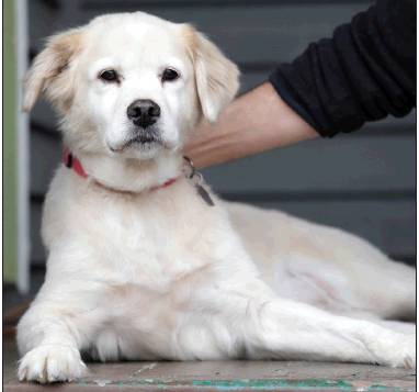 Warning issued on fake dog licenses - Mon Valley Independent