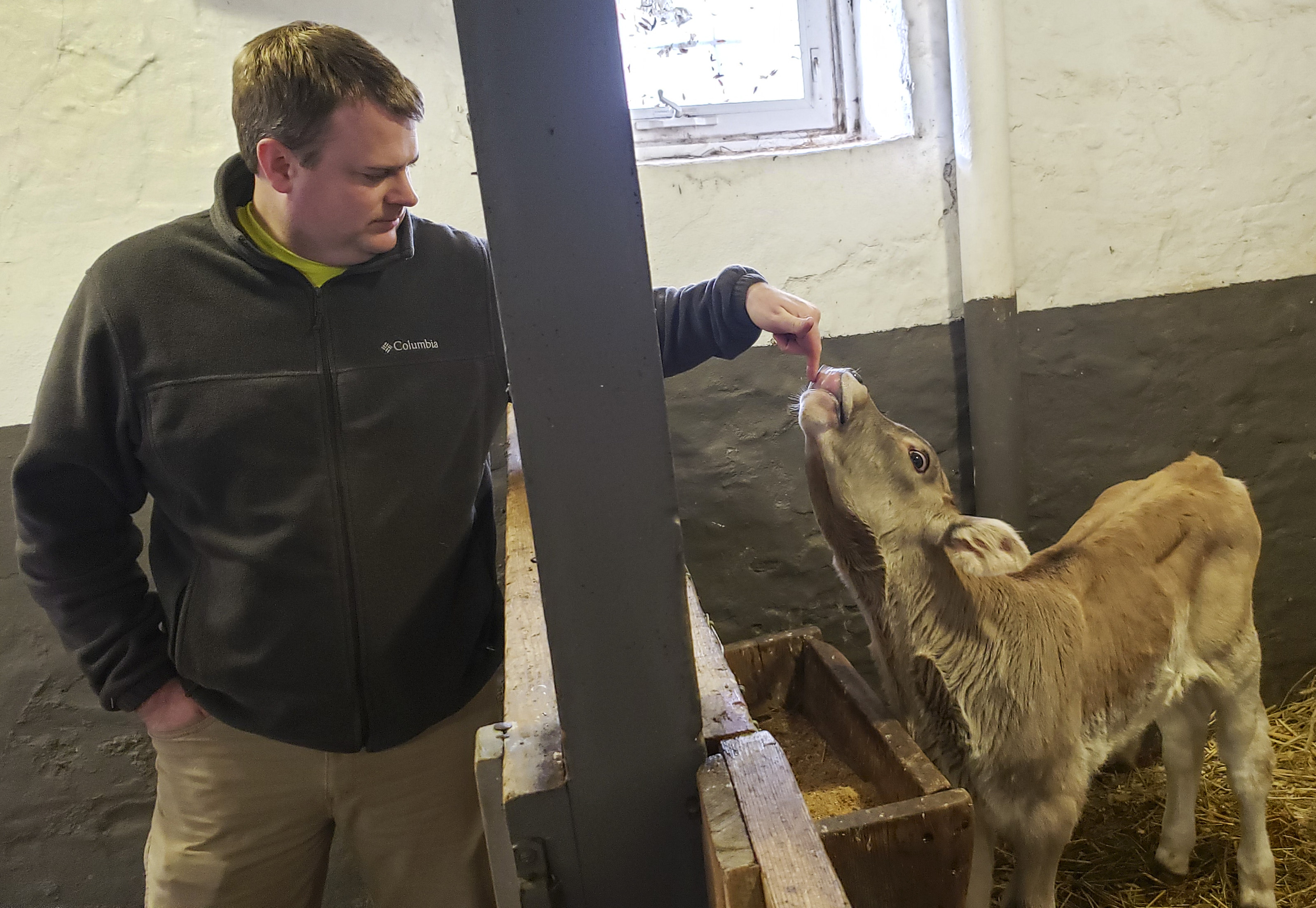 Round Hill Park welcomes new bull calf to farm exhibit - Mon Valley ...