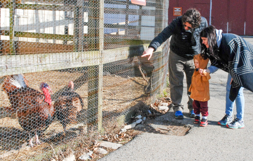 Turkeys in the straw - Mon Valley Independent