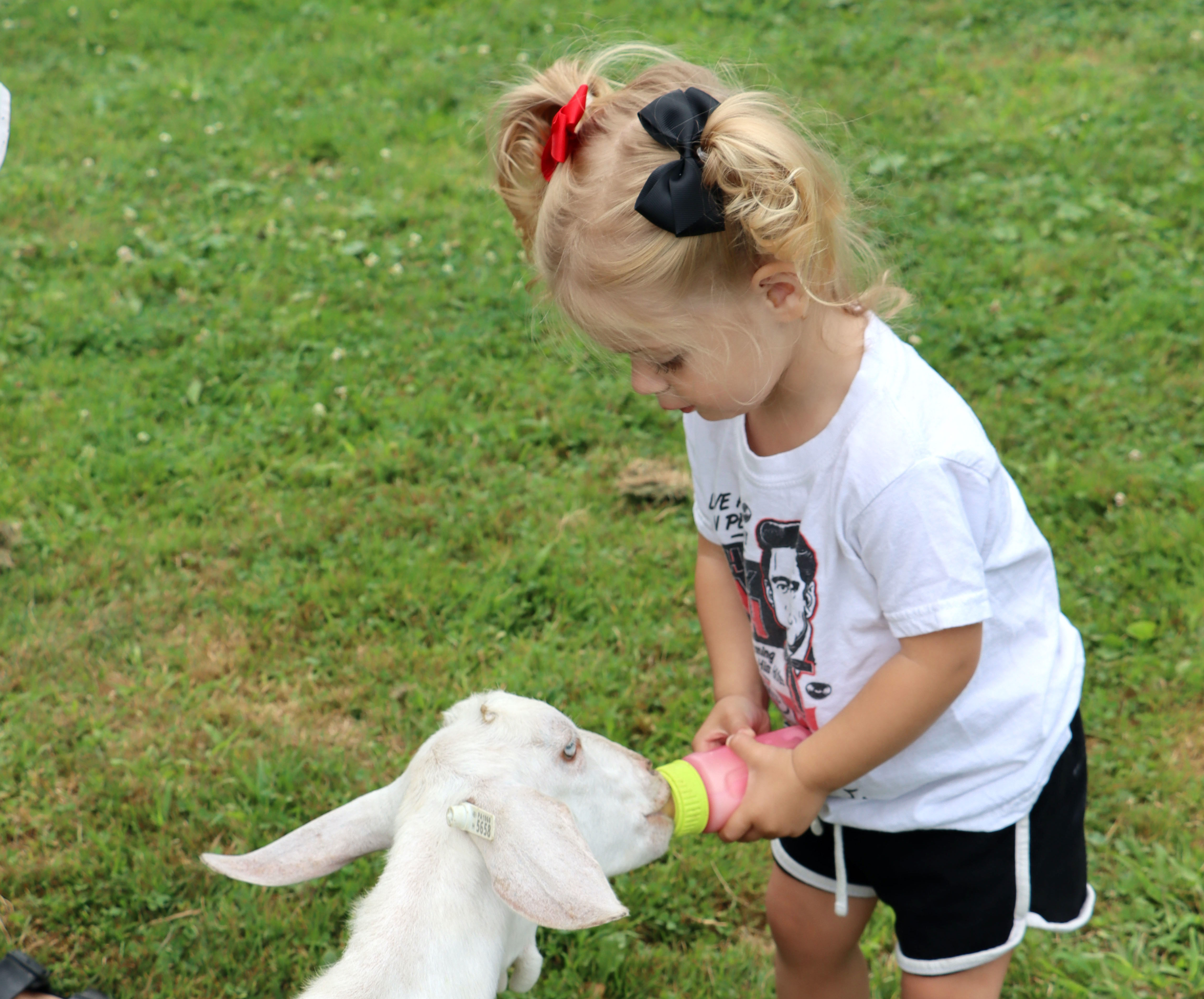 Feeding time at August Fun Fest - Mon Valley Independent
