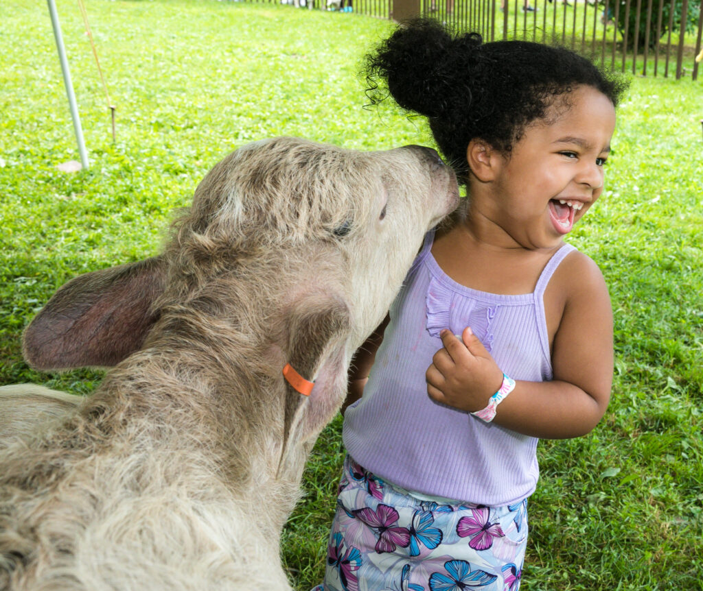 Friendly calf at August Fun Fest - Mon Valley Independent