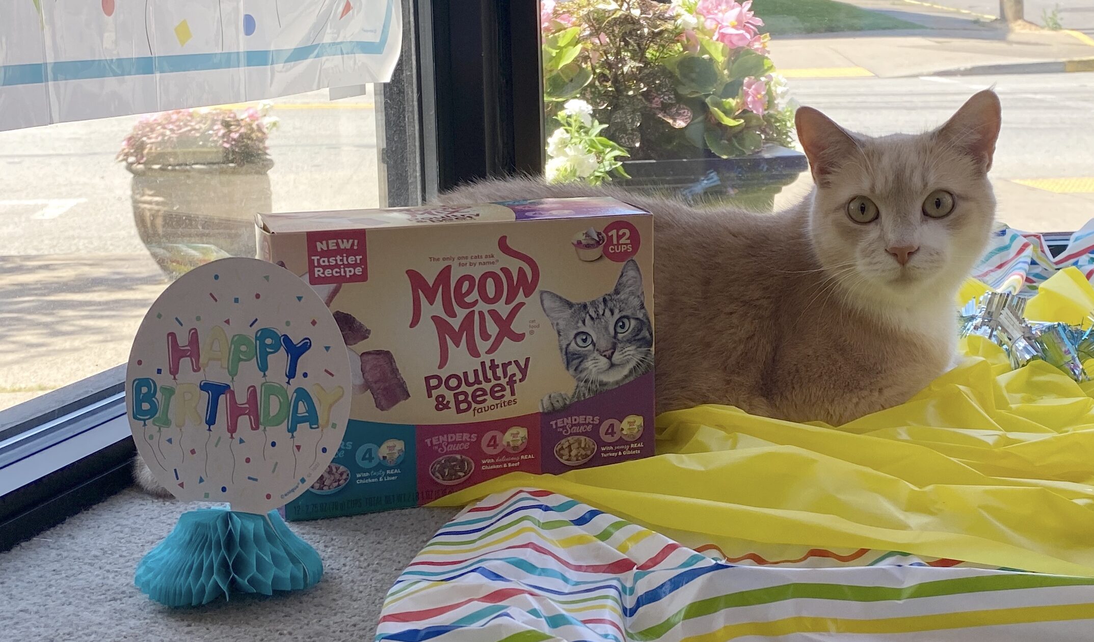 Birthday fundraiser planned for ‘office cat’ - Mon Valley Independent