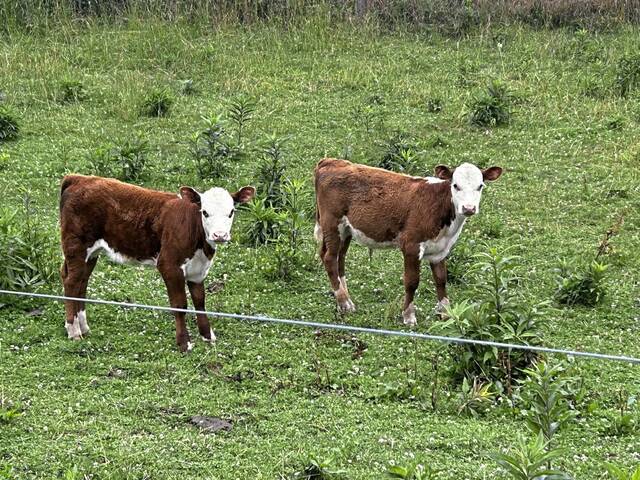 More than 30 cattle missing from Perry Township farm - Mon Valley ...