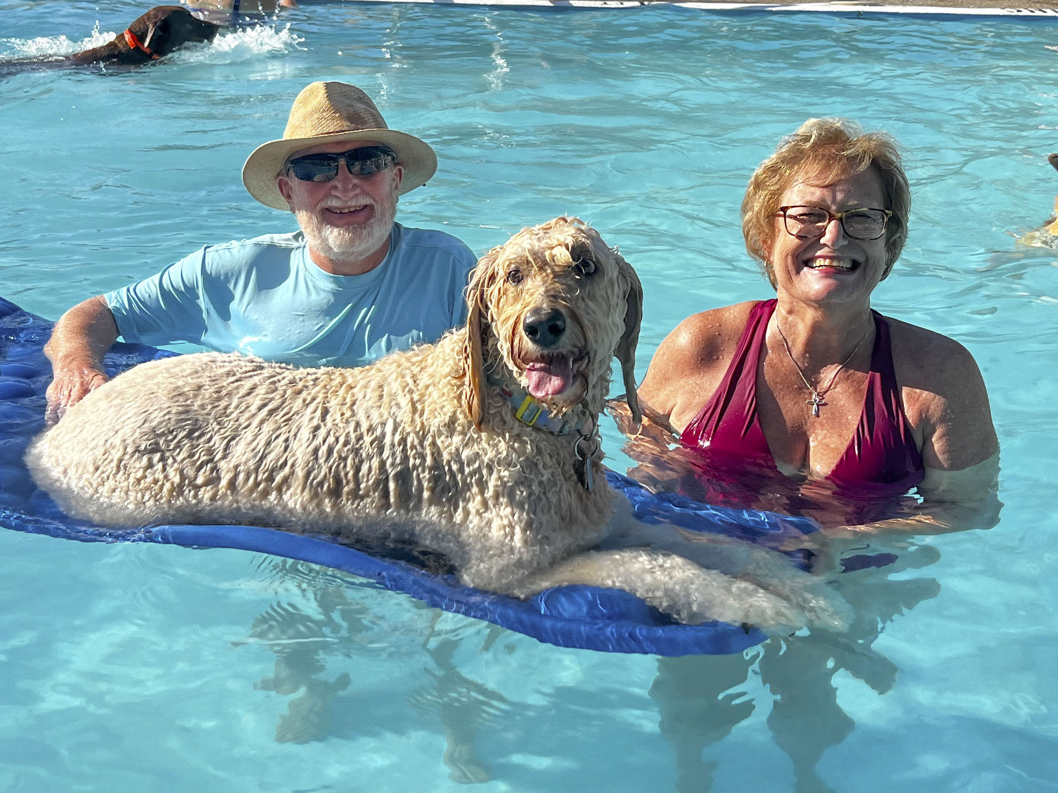 Dog days at the Mon Valley YMCA pool - Mon Valley Independent