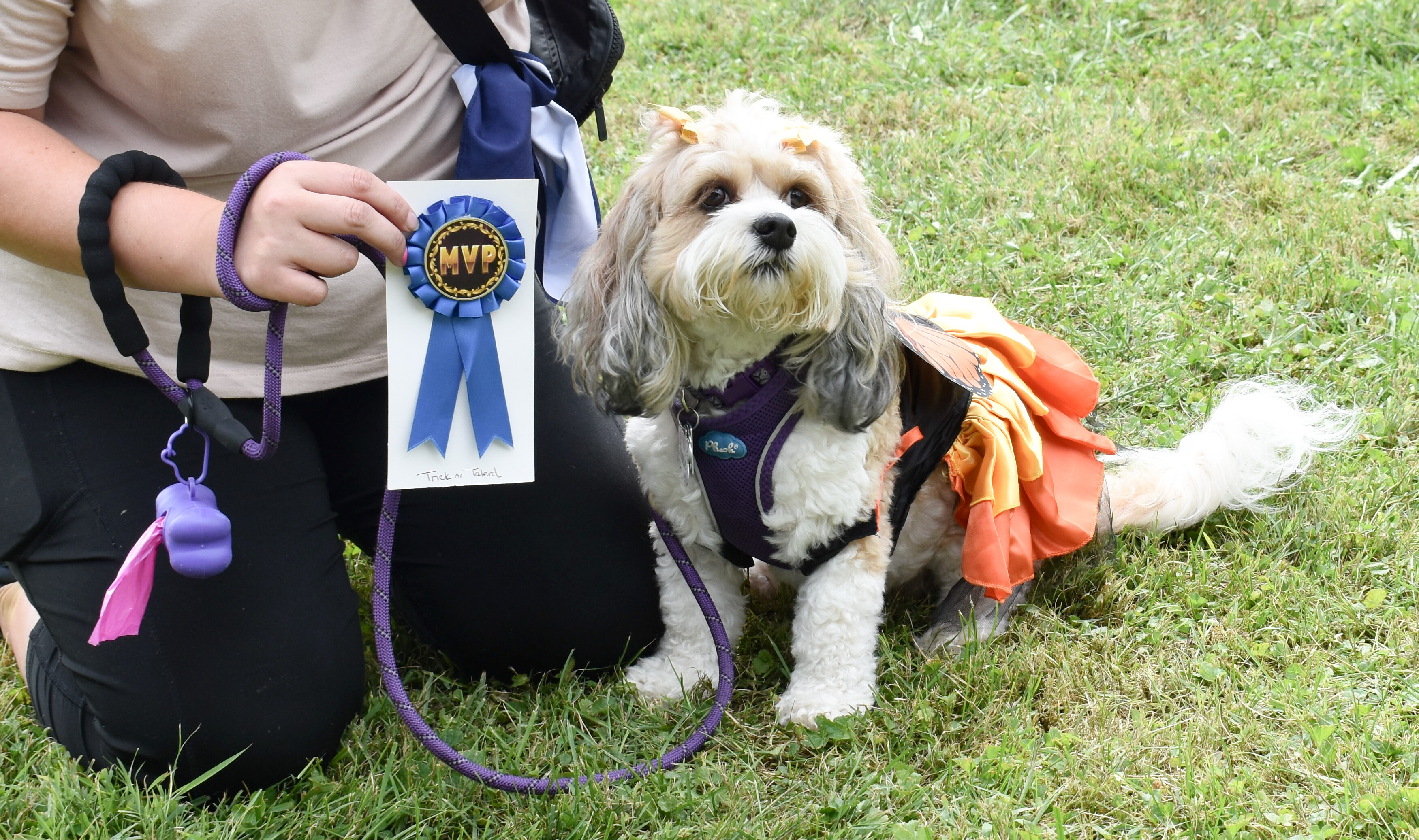 Blue ribbon dog at pet walk - Mon Valley Independent