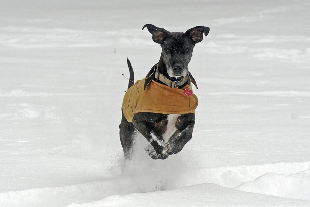 Pa. dog owners need to be aware of law changes - Mon Valley Independent