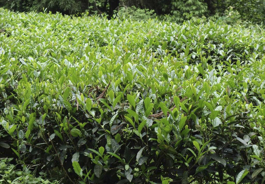 Keep your kettle whistling all year round by growing your own tea ...