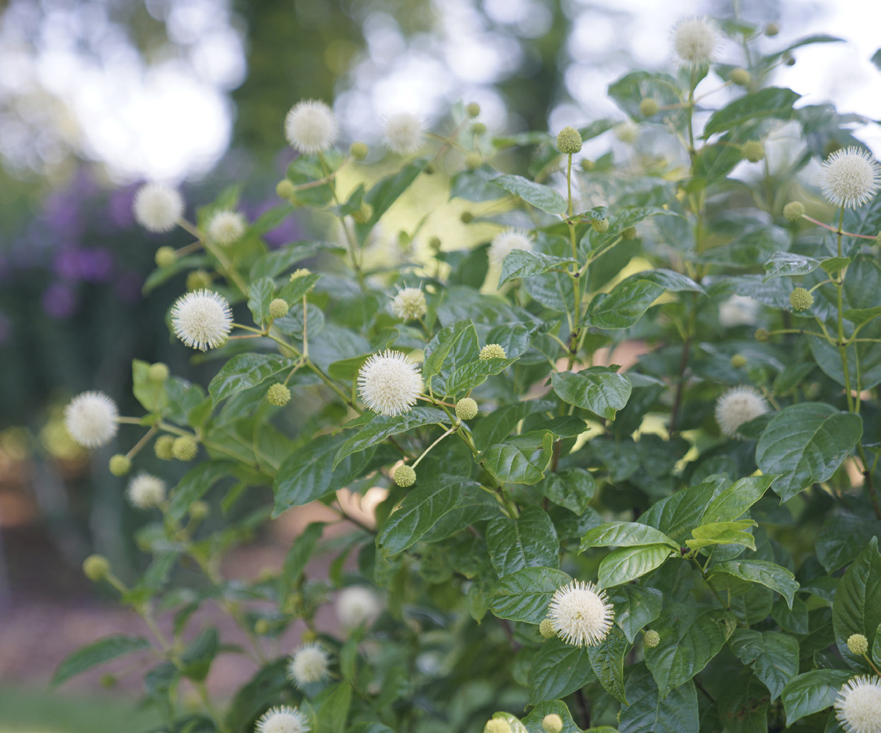 Summer may be winding down, but the otherworldly shrub known as ...