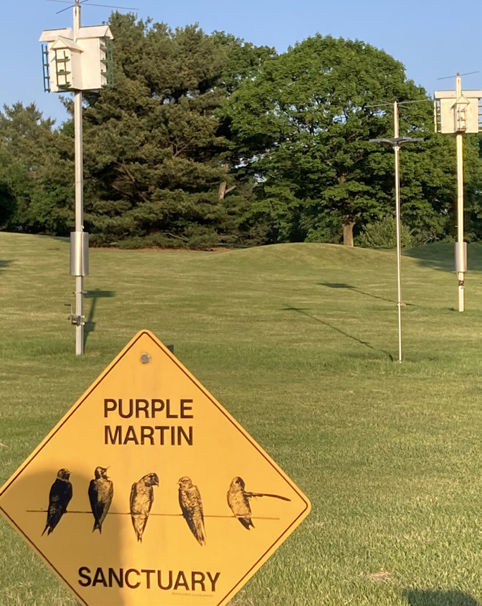 Nature of the Valley: Pa.’s swallows star of Mother Nature’s flying ...