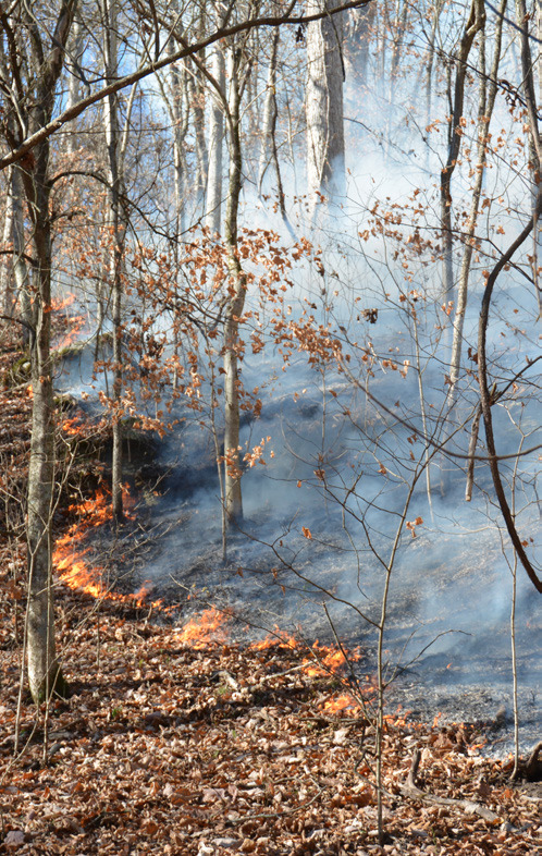 Huge brush fire breaks out in Fallowfield Twp. - Mon Valley Independent