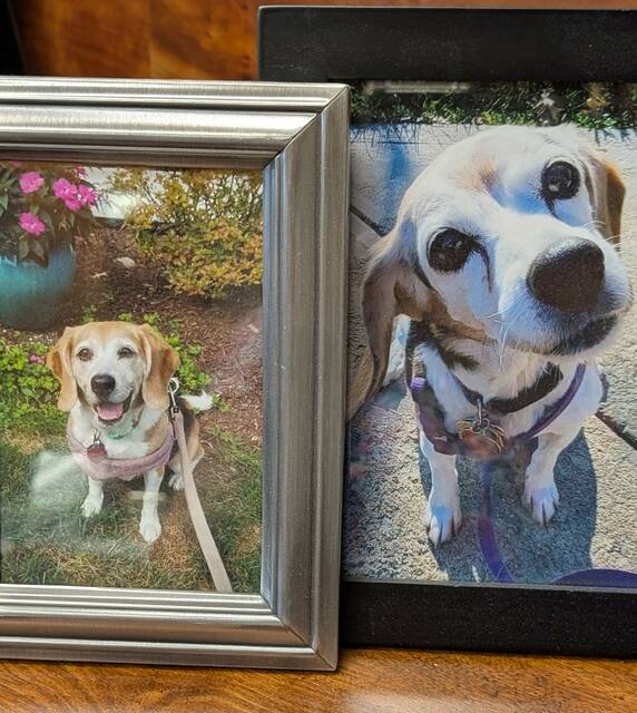 Death Notices - Mon Valley Independent