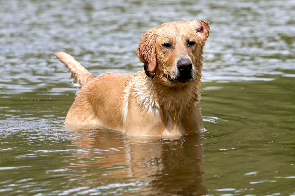 Mr. Milo makes a splash at Cedar Creek Park - Mon Valley Independent