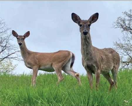 Traditional Monday deer opener would return to parts of Pennsylvania ...