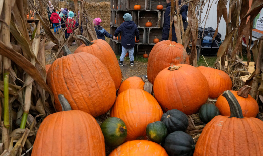 Halloween pumpkin waste is a methane problem, but chefs and farmers ...