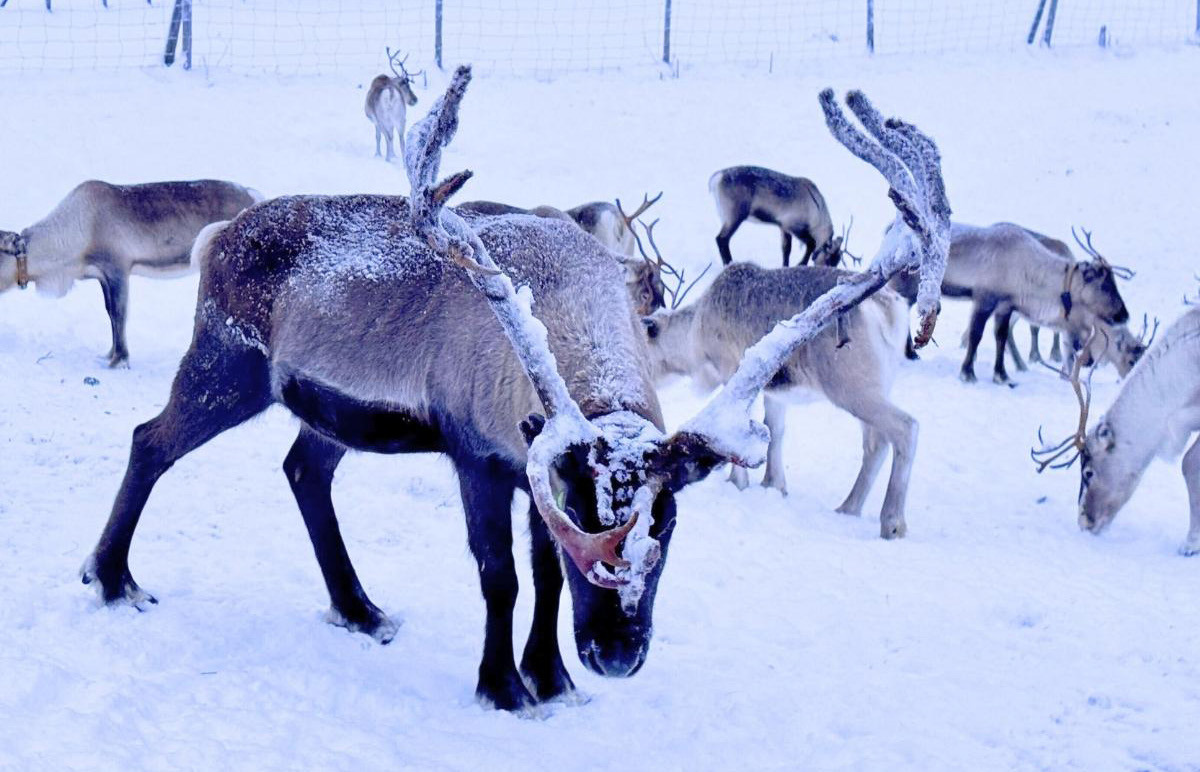 Americans love reindeer in December, but for herders, it is one of the ...