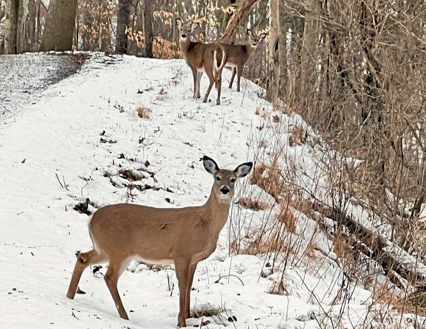 Around The Valley - Mon Valley Independent