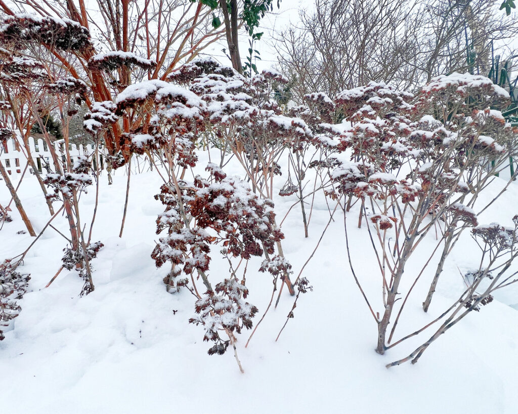 Leps beat Mars, fall to Canon-Mac in WPIAL tourney - Mon Valley Independent