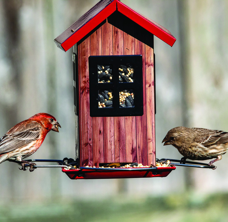Attract backyard birds with the right seeds - Mon Valley Independent